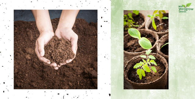 Fine Peat Moss - Kekkila | WHT Wellgrow Seeds